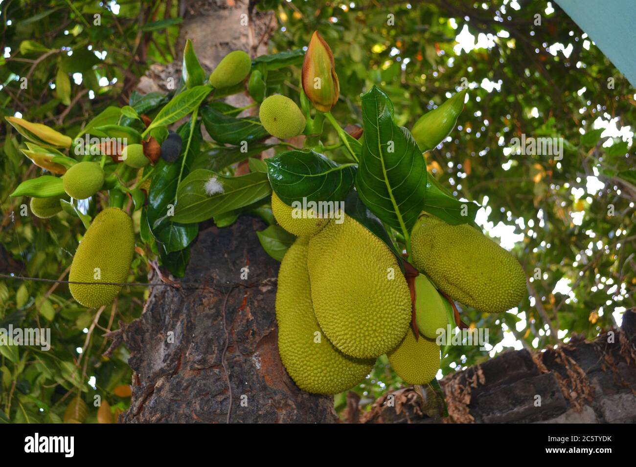 Indian jackfruits hi-res stock photography and images - Alamy