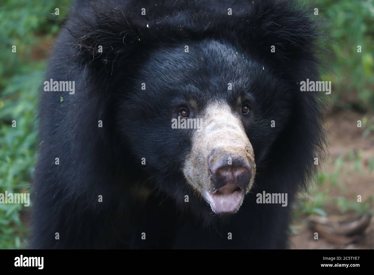 Sloth bear bear hi-res stock photography and images - Alamy