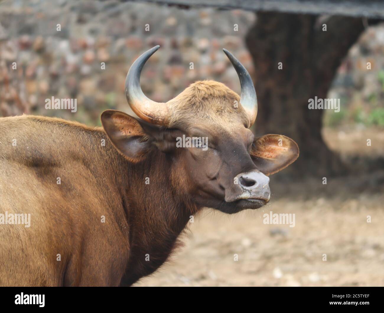 Closeup indian bison hi-res stock photography and images - Alamy