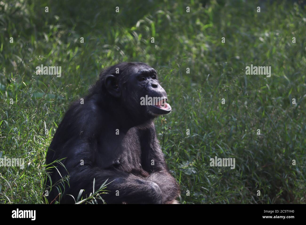 Chimpanzee sitting in a forest and making sound Stock Photo - Alamy