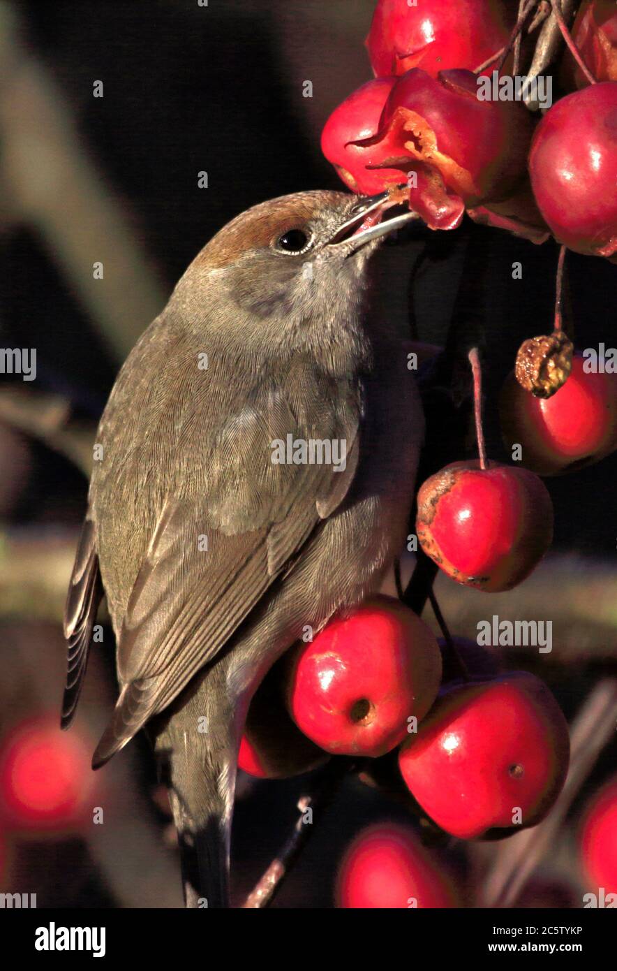 Female Blackcap (sylvia atricapilla) feeding on Malus Red Sentinel ...