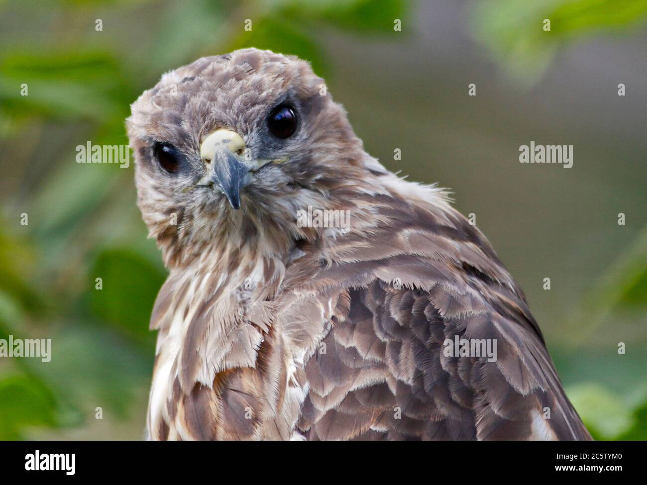 European Buzzard High Resolution Stock Photography and Images - Alamy