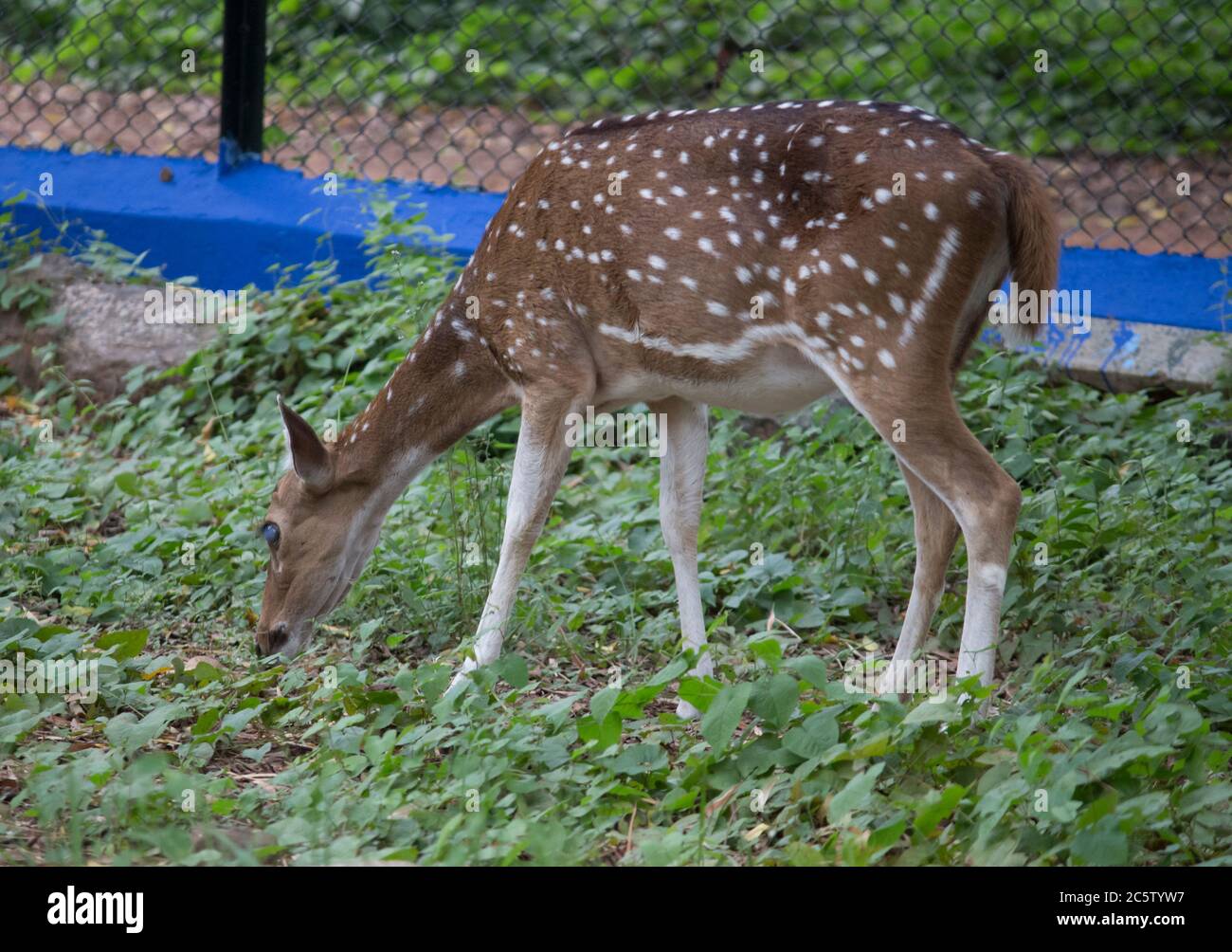 Light colored deer hi-res stock photography and images - Alamy