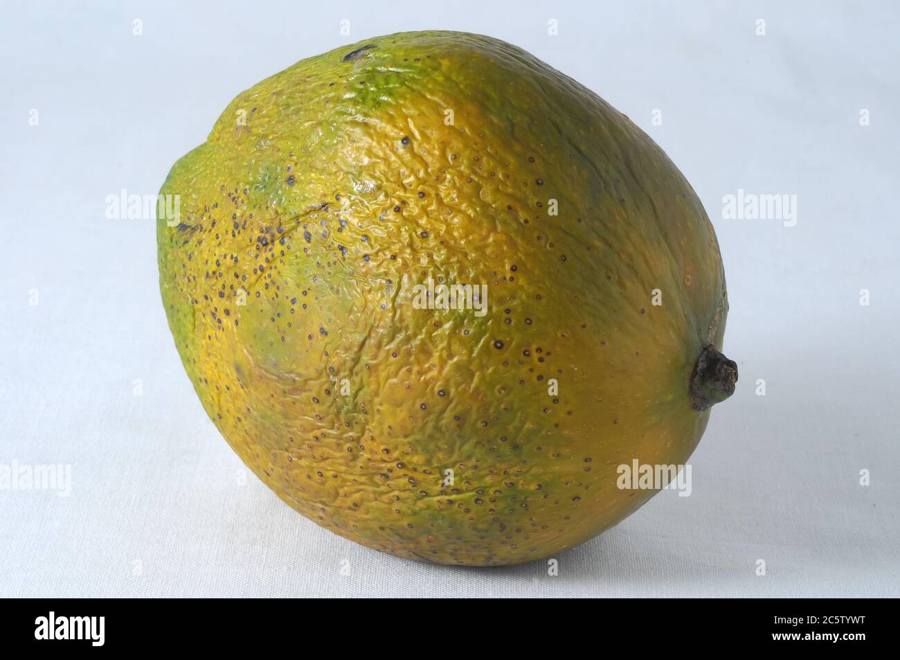 Very Ripe Healthy mango on a White Background Stock Photo - Alamy