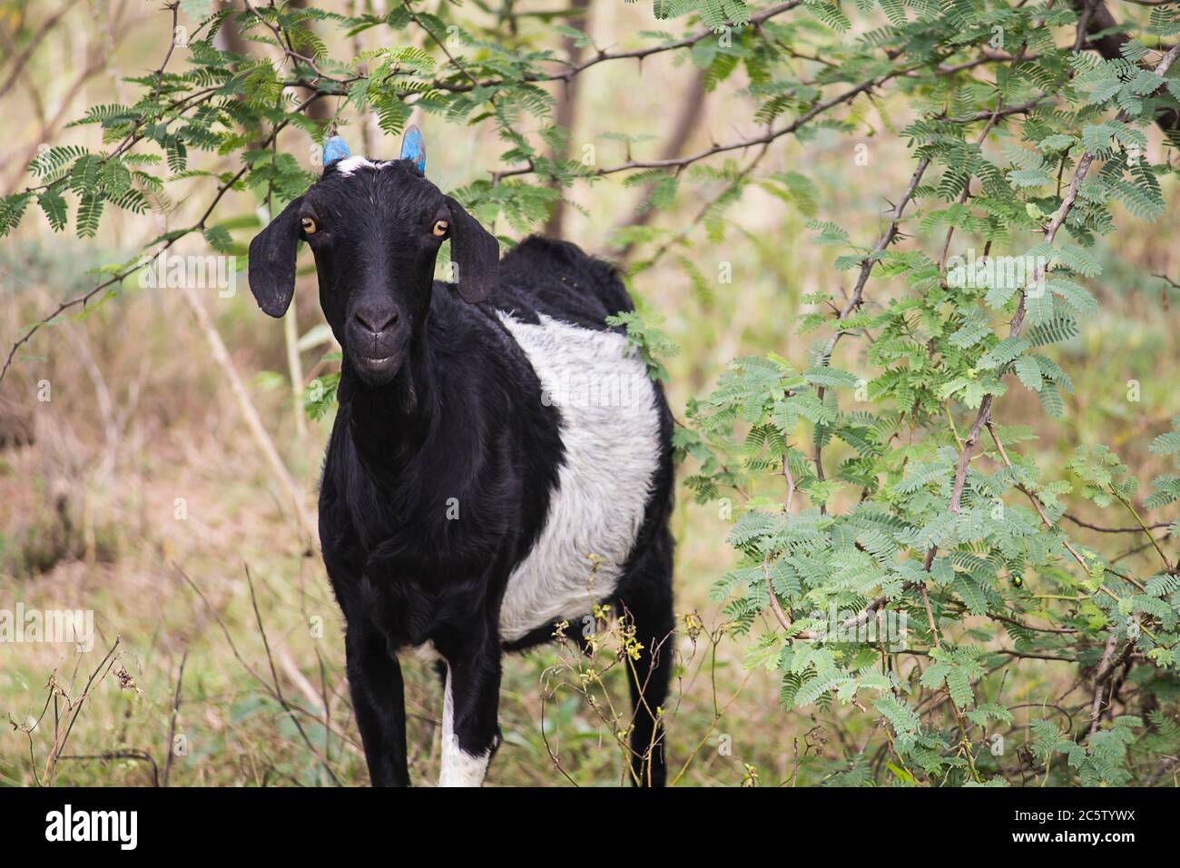Indian Goat standing in a bush and looking at camera Stock Photo - Alamy