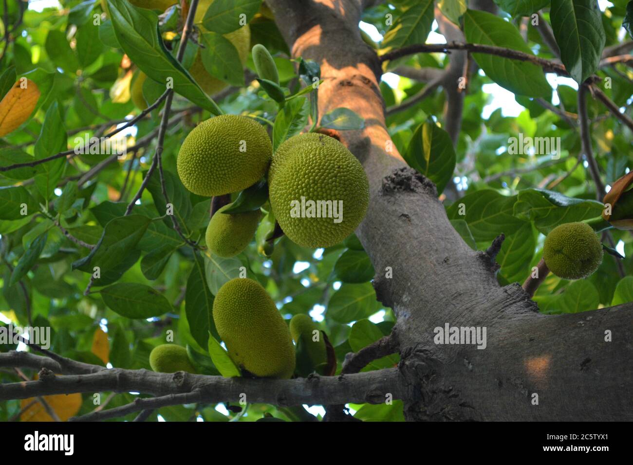 Indian jackfruits hi-res stock photography and images - Alamy