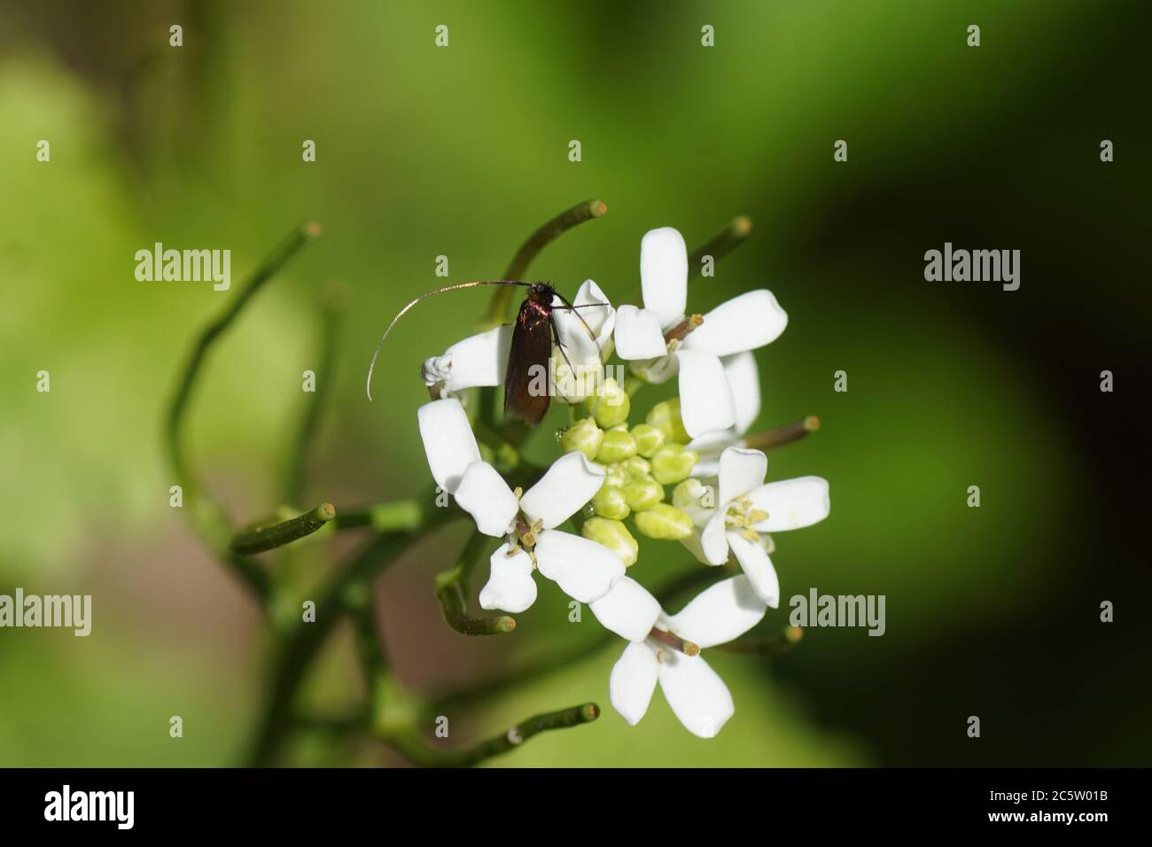 Longhorn moth Cauchas rufimitrella, family Adelidae. Garlic mustard ...