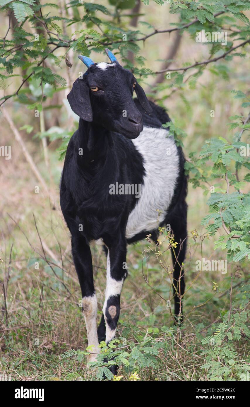 Bush Goat High Resolution Stock Photography and Images - Alamy
