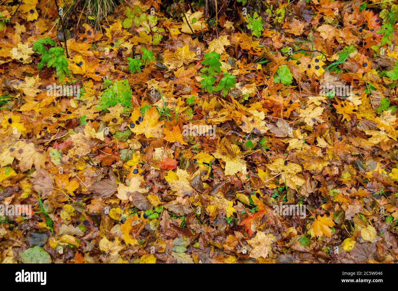 Litter on the ground hi-res stock photography and images - Alamy