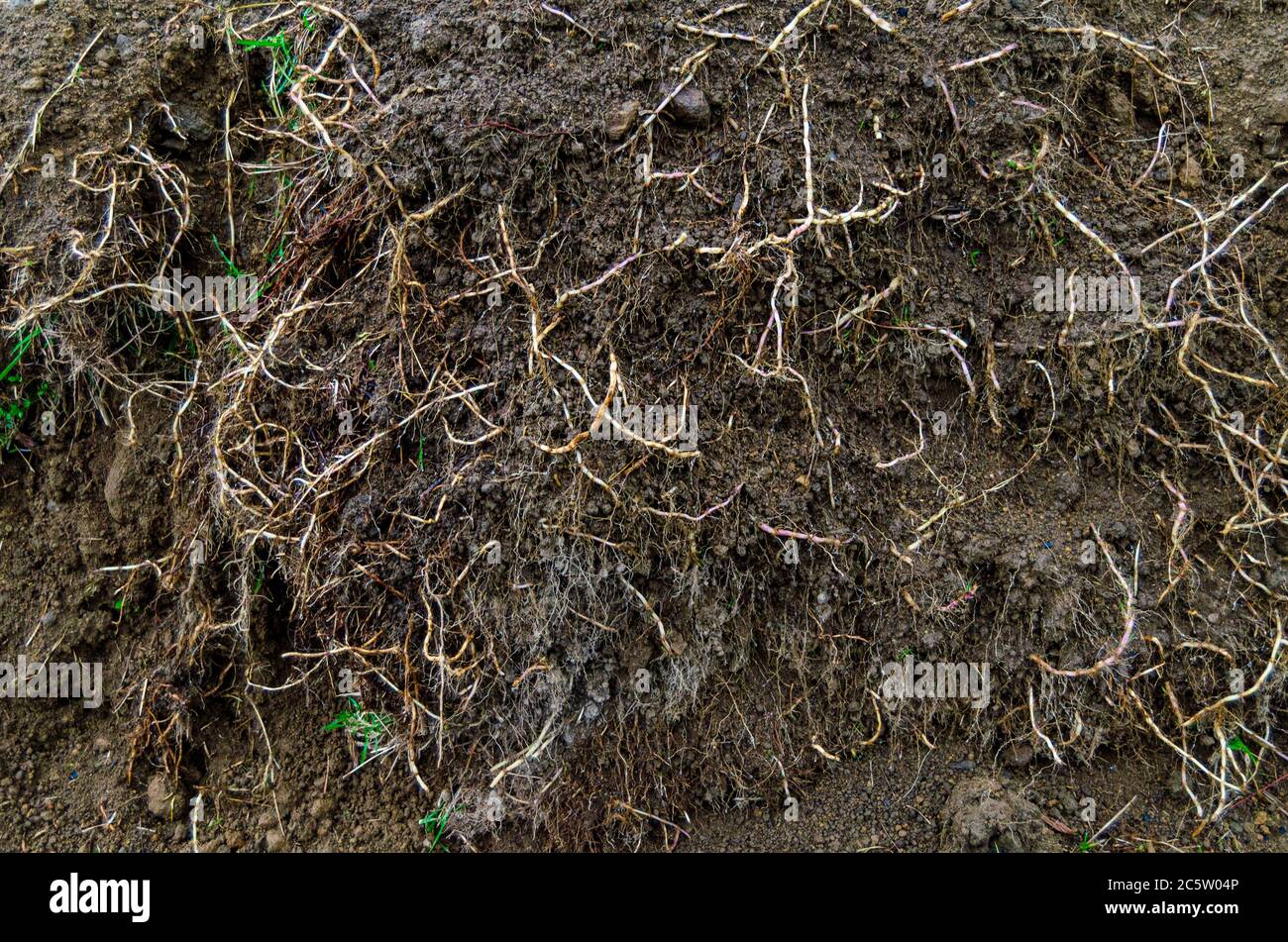 Photograph of unearthed soil and visible root networks Stock Photo - Alamy