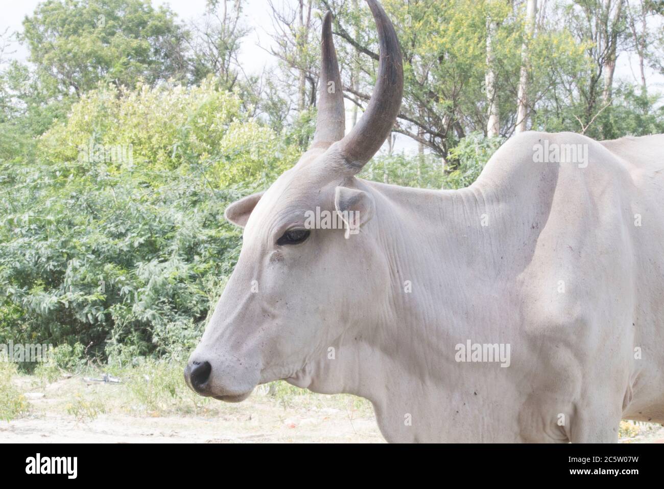 Indian indigenous cow closeup shot Stock Photo - Alamy