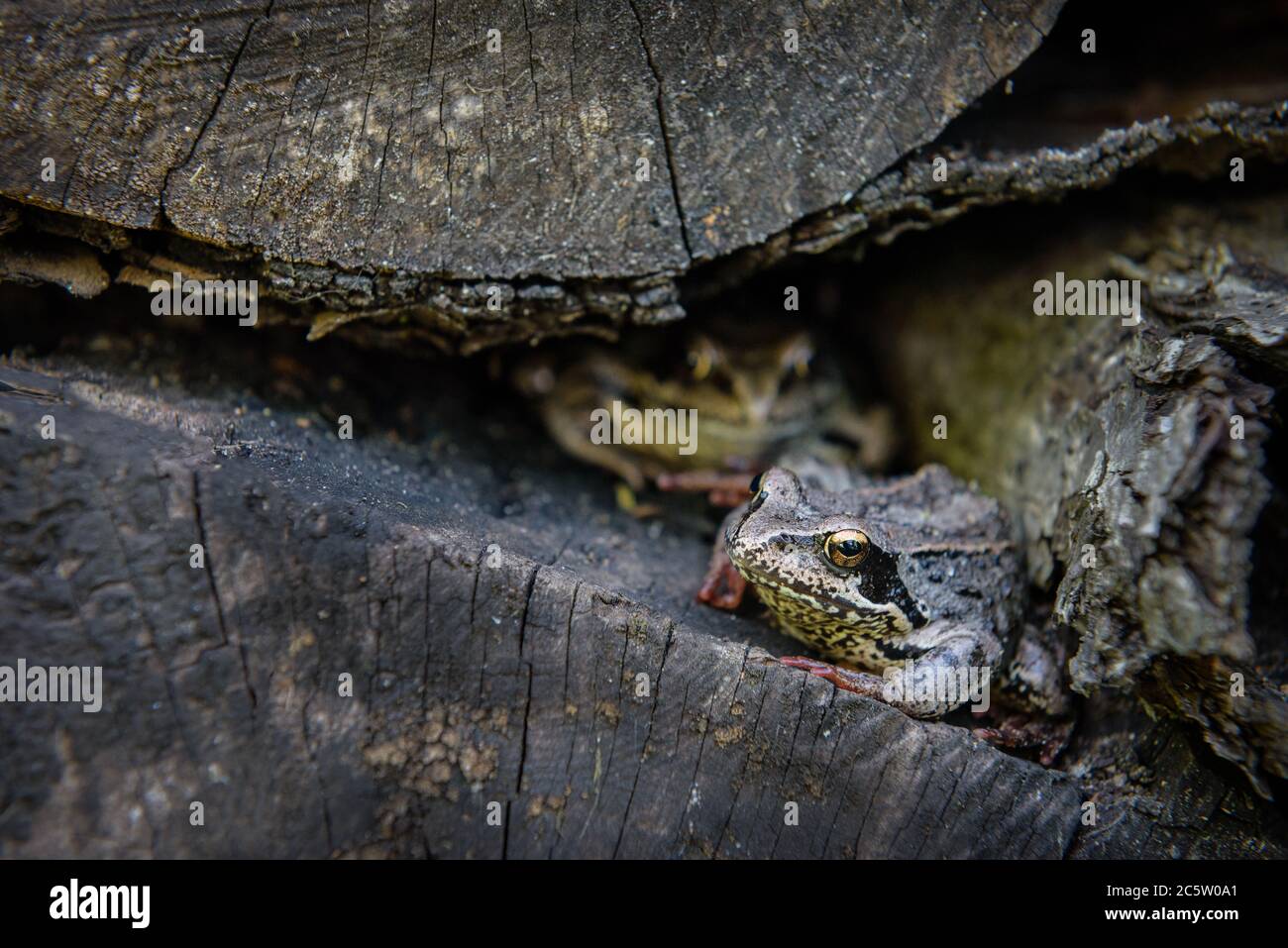 Two almost imperceptible frogs live in felled trees and disguise ...