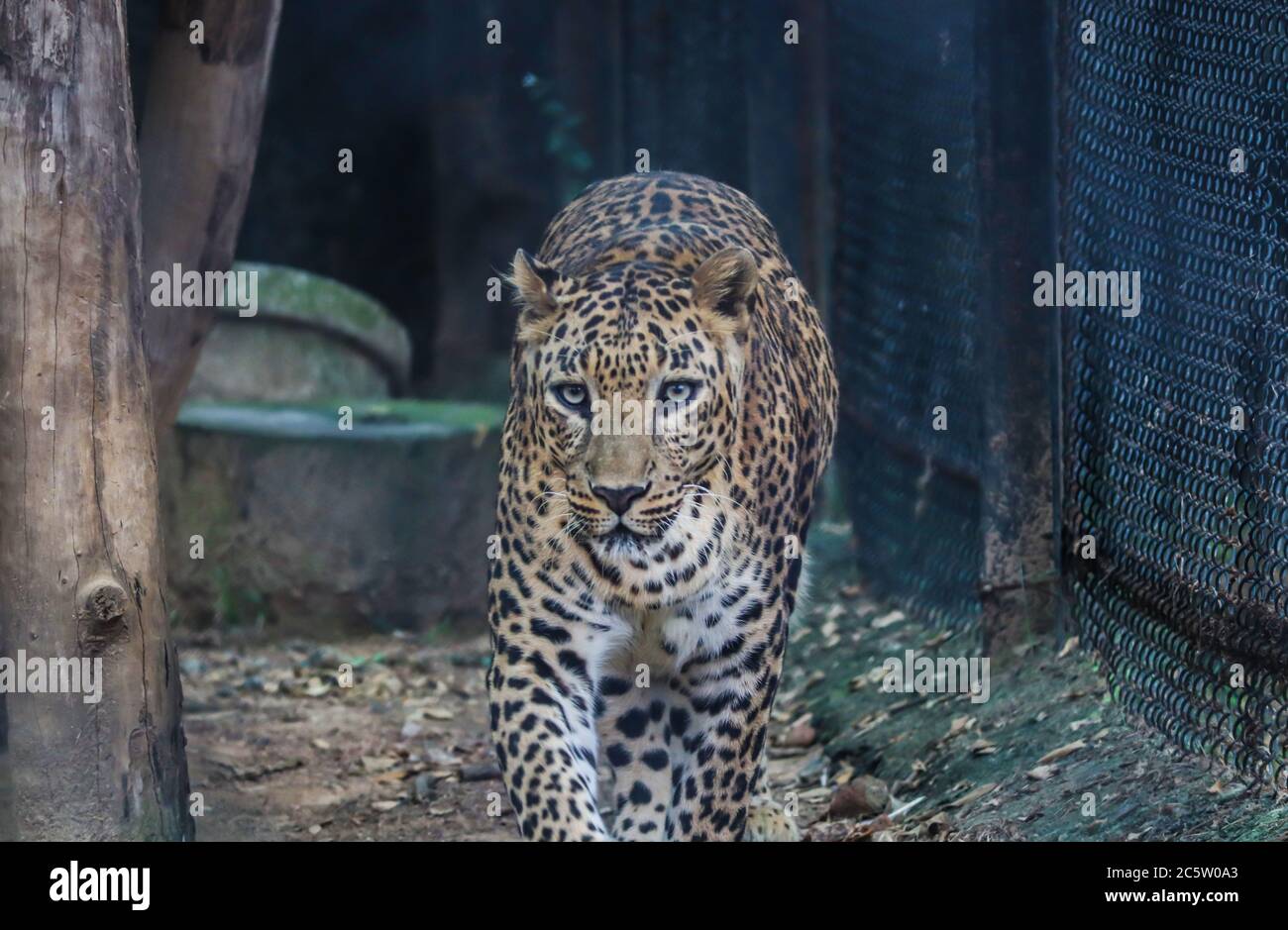 Leopard walking straight towards the camera Stock Photo - Alamy