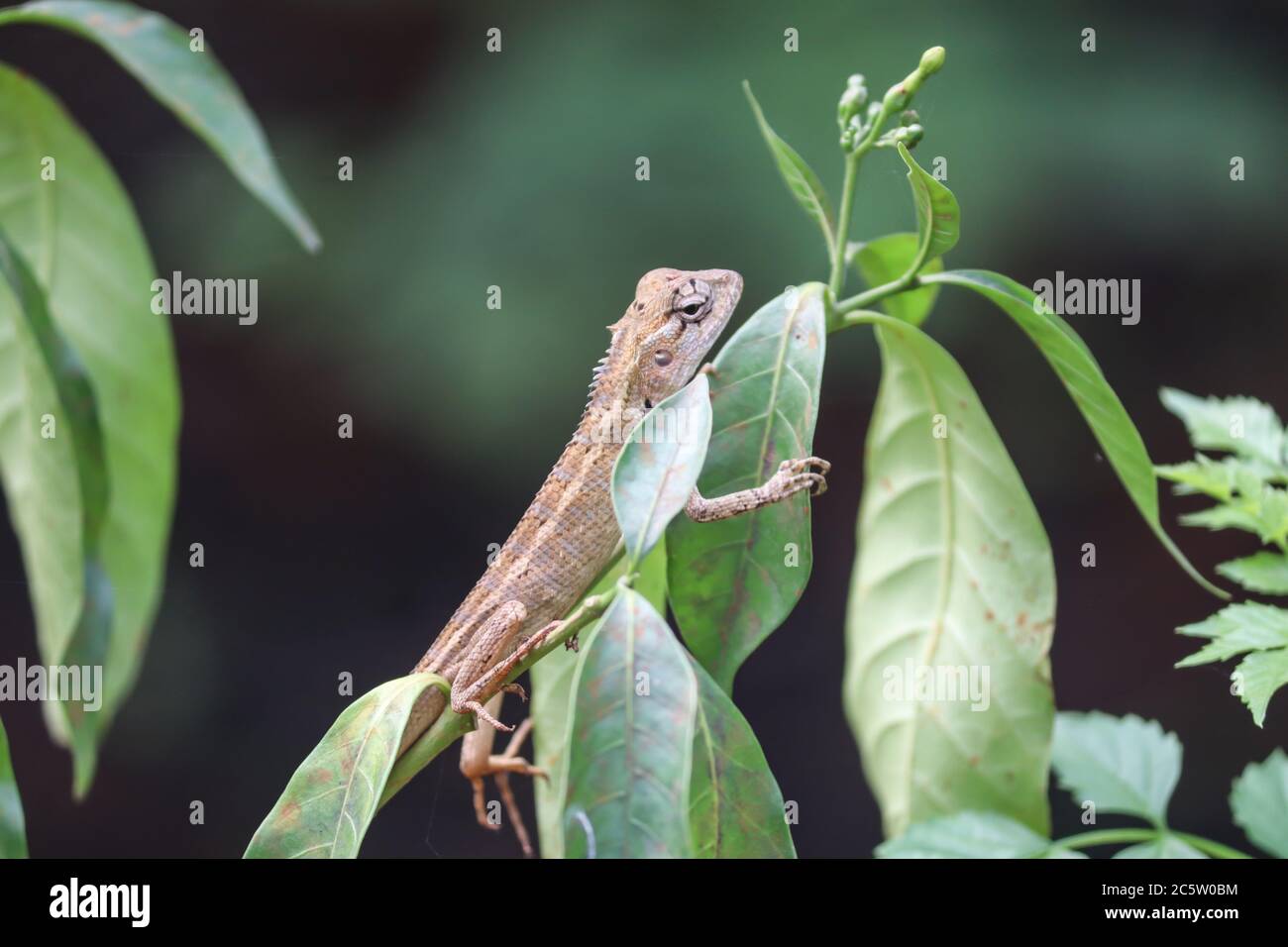 A Lizard sitting on a plant Stock Photo - Alamy