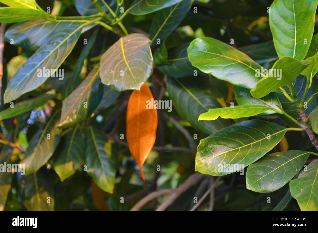 Indian jackfruits hi-res stock photography and images - Alamy