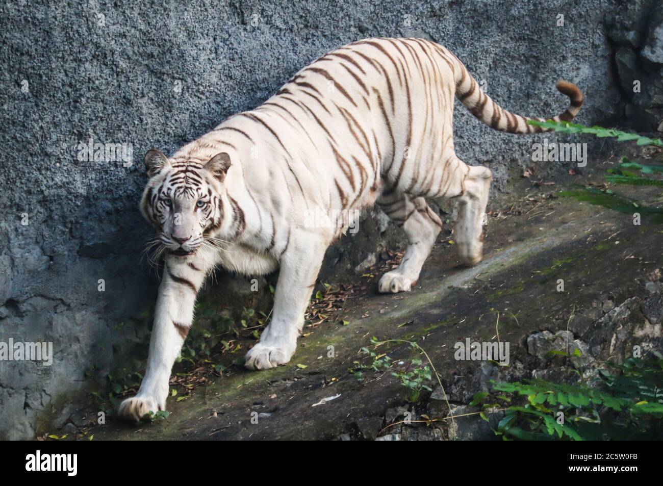 White tiger in the wild wandering Stock Photo - Alamy