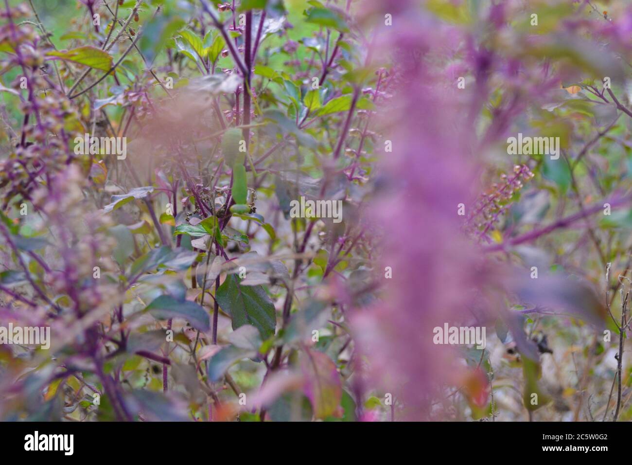 indian religious plant Stock Photo - Alamy