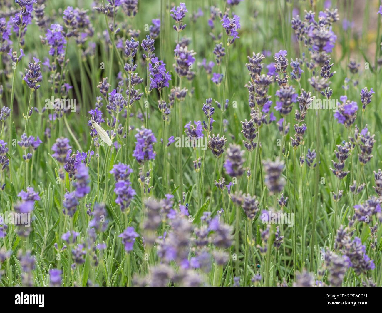 True lavender in an autumn plot. Lavandula angustifolia. Allocations in ...