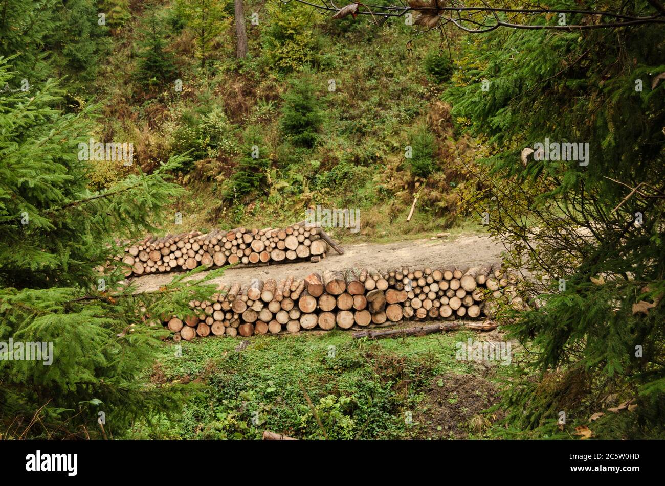 Timber arranged in rows in the forest Stock Photo - Alamy
