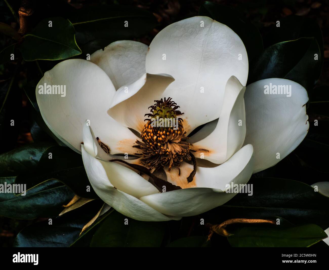 Magnolia Blossom fully open Stock Photo - Alamy