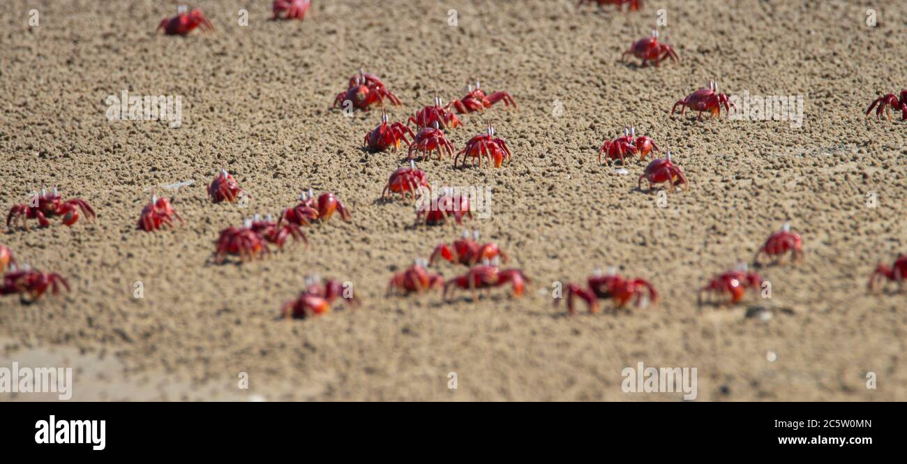 Ghost crabs hi-res stock photography and images - Alamy
