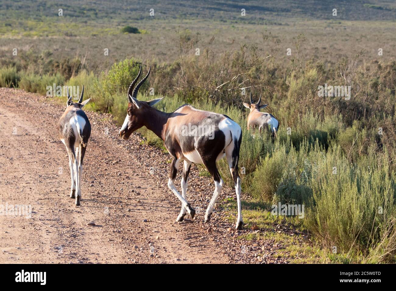 Bontebok damaliscus pygargus calf hi-res stock photography and images ...