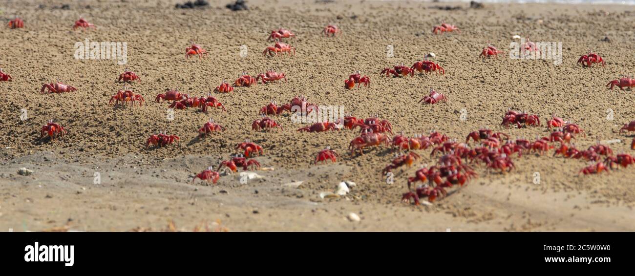 Red crabs burrow hi-res stock photography and images - Alamy
