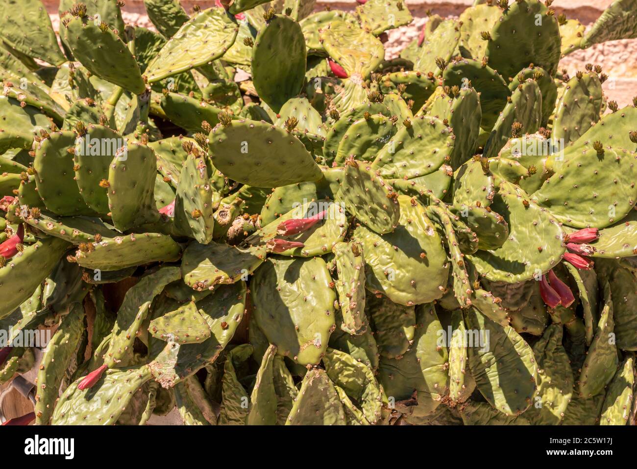 Budding Cactus High Resolution Stock Photography and Images - Alamy