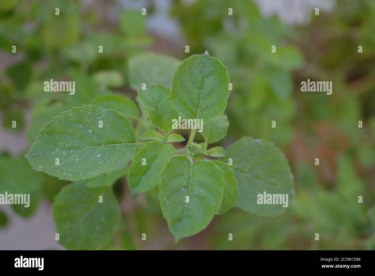 Thulasi High Resolution Stock Photography and Images - Alamy