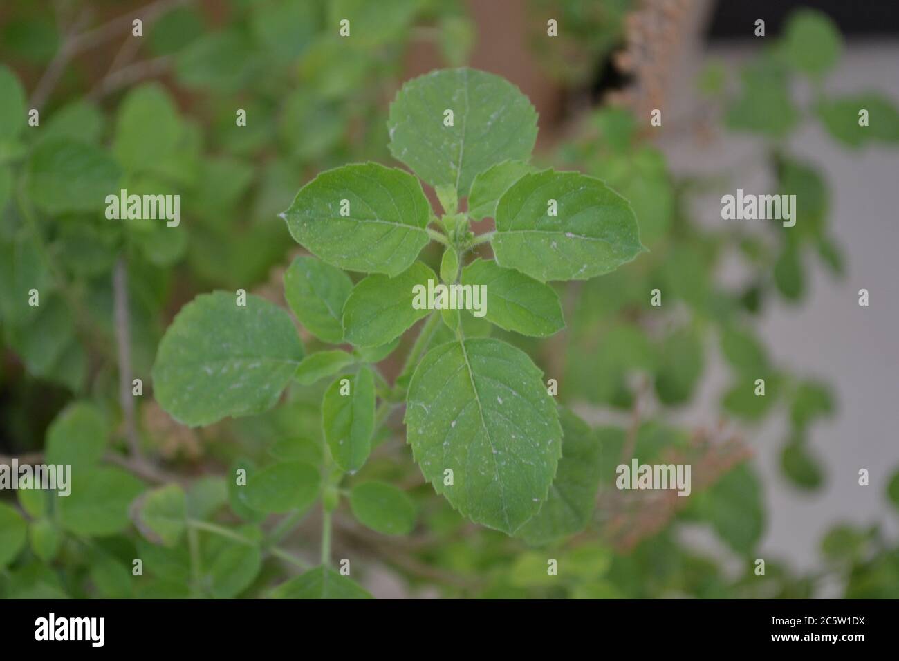 indian religious plant Stock Photo - Alamy