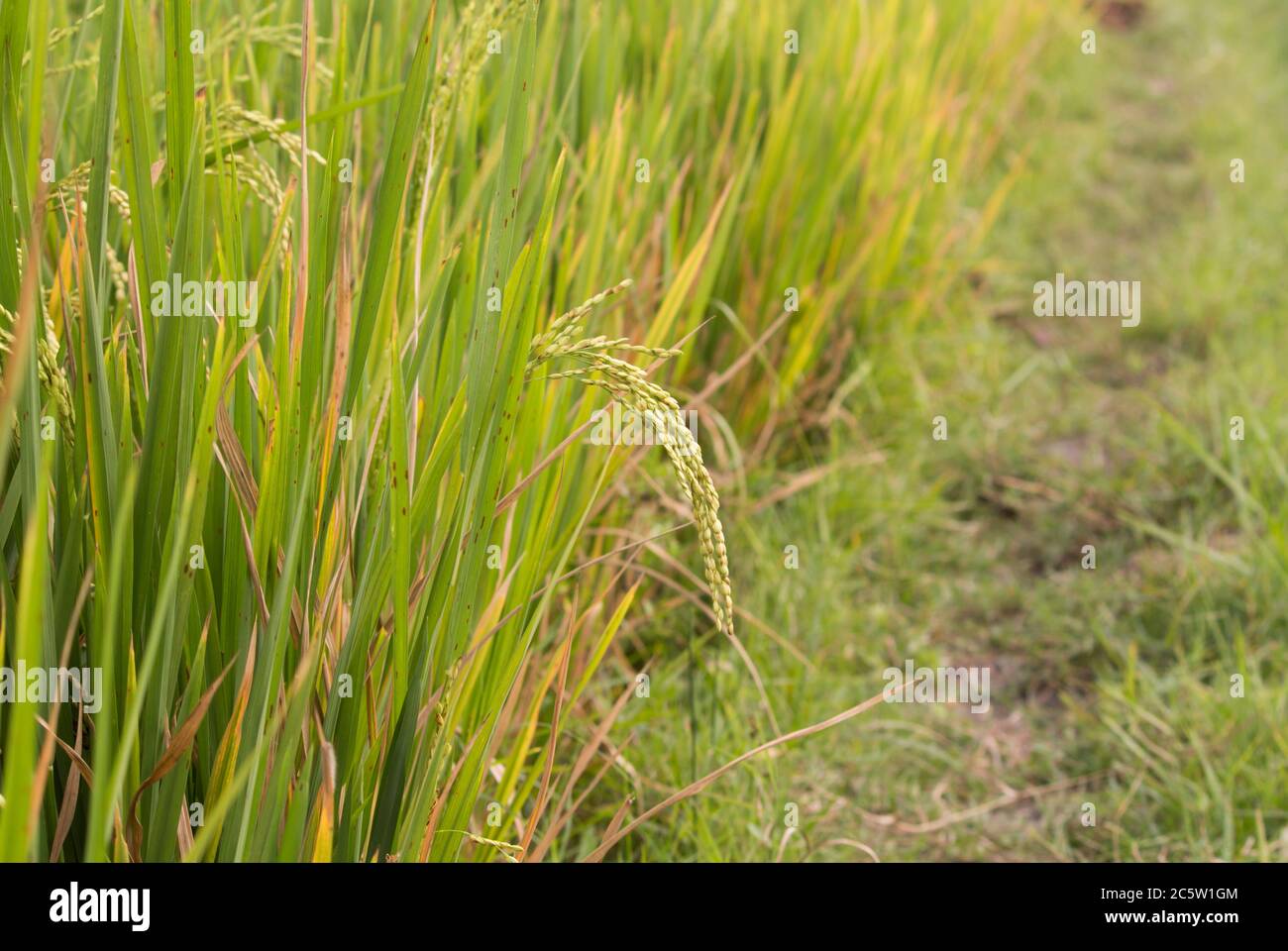 Green paddy field ready to harvest Stock Photo - Alamy