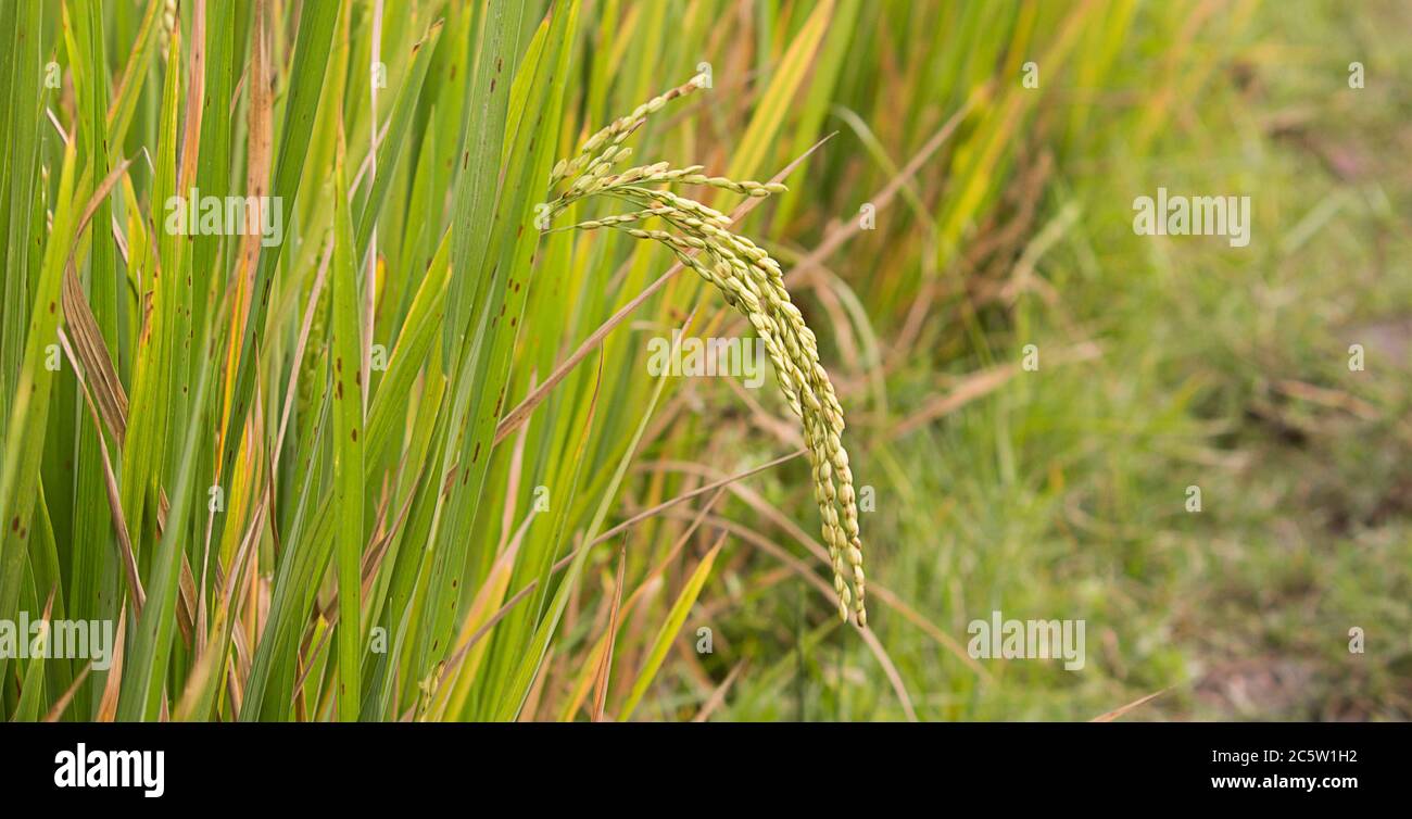 Green paddy field ready to harvest - Closeup shot Stock Photo - Alamy