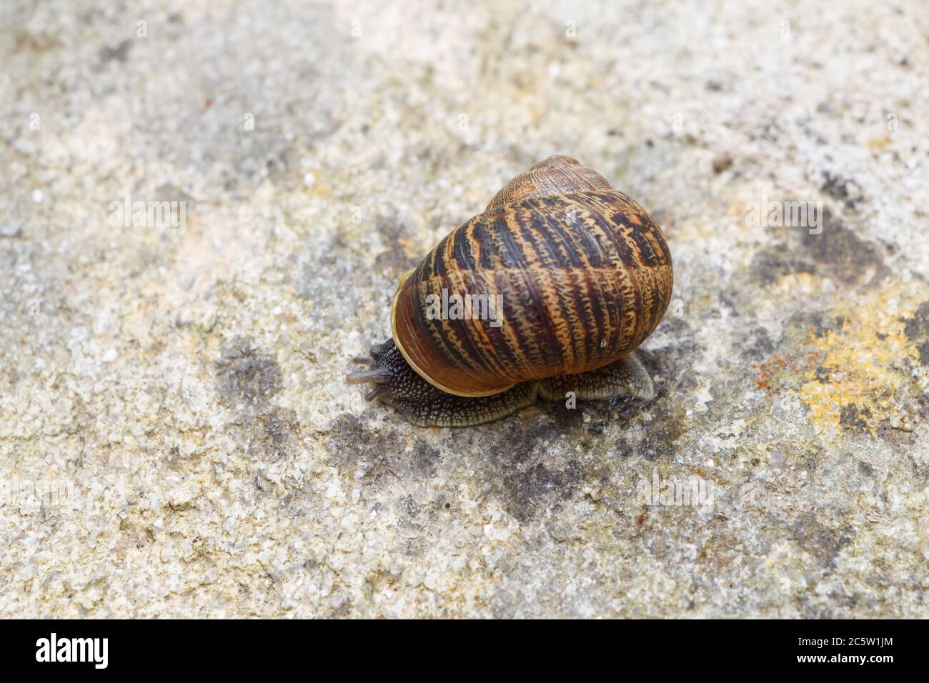 Snail on a garden wall hi-res stock photography and images - Alamy
