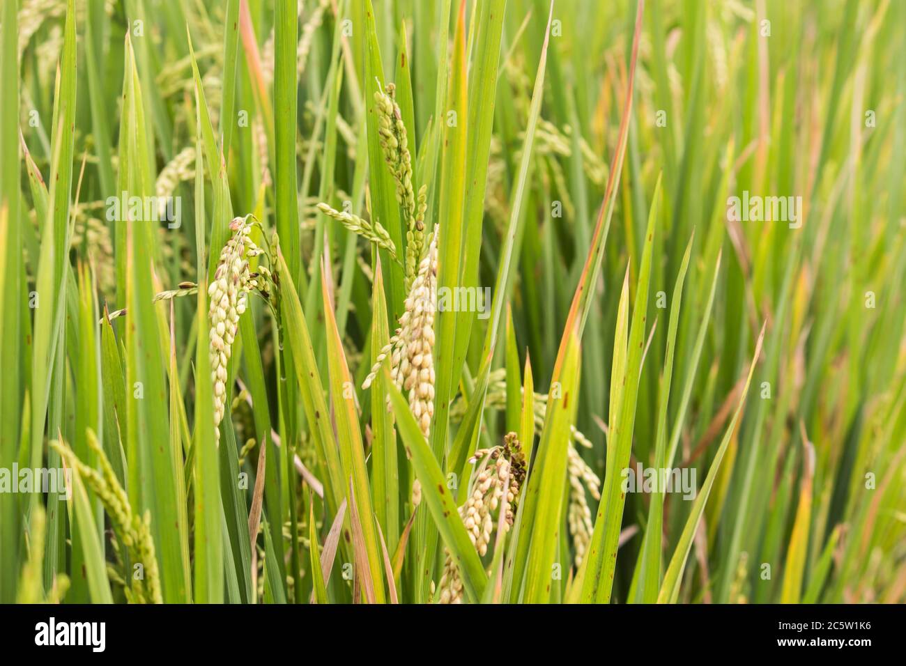 Green paddy field ready to harvest Stock Photo - Alamy