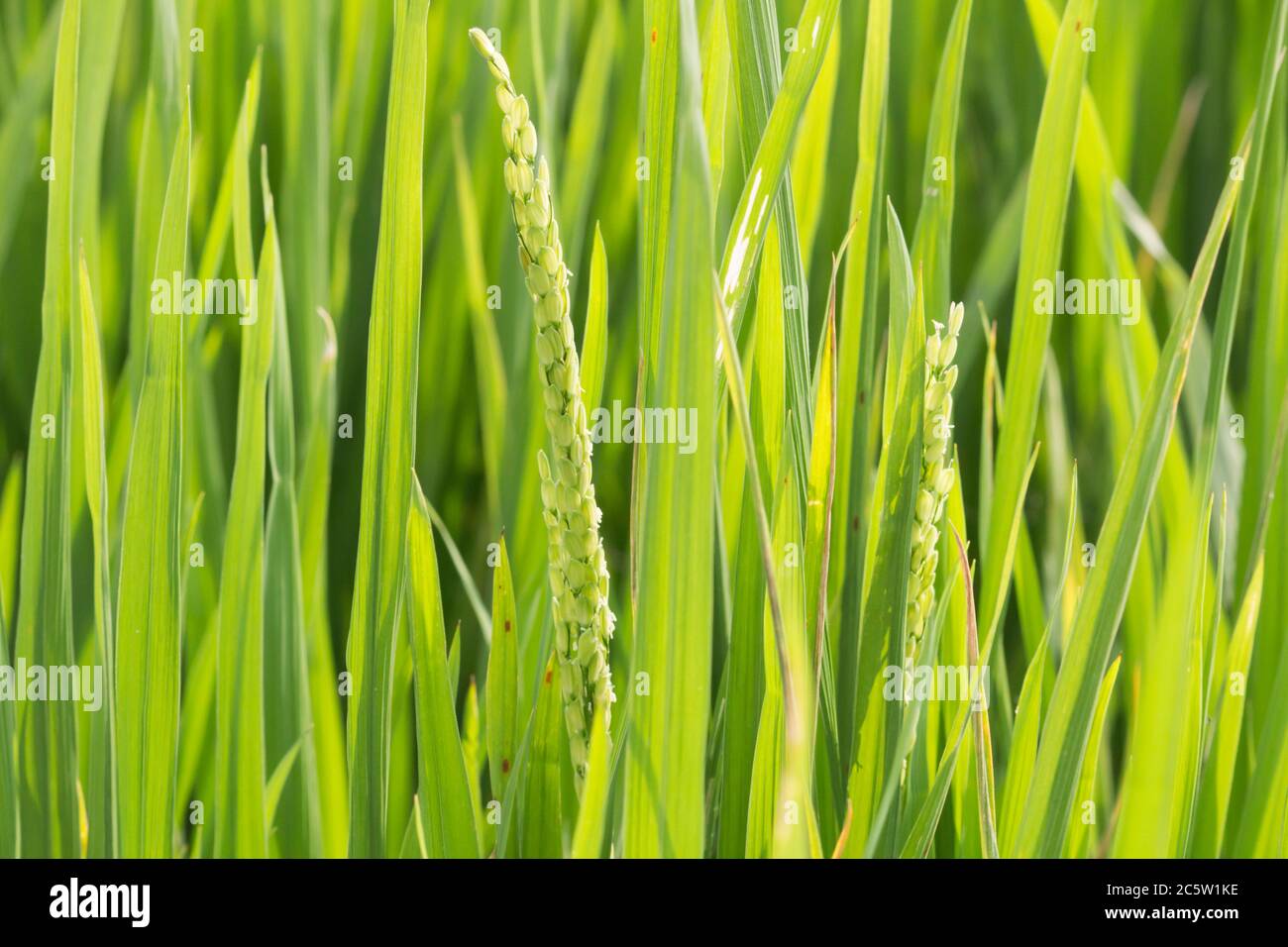 Green paddy field ready to harvest Stock Photo - Alamy