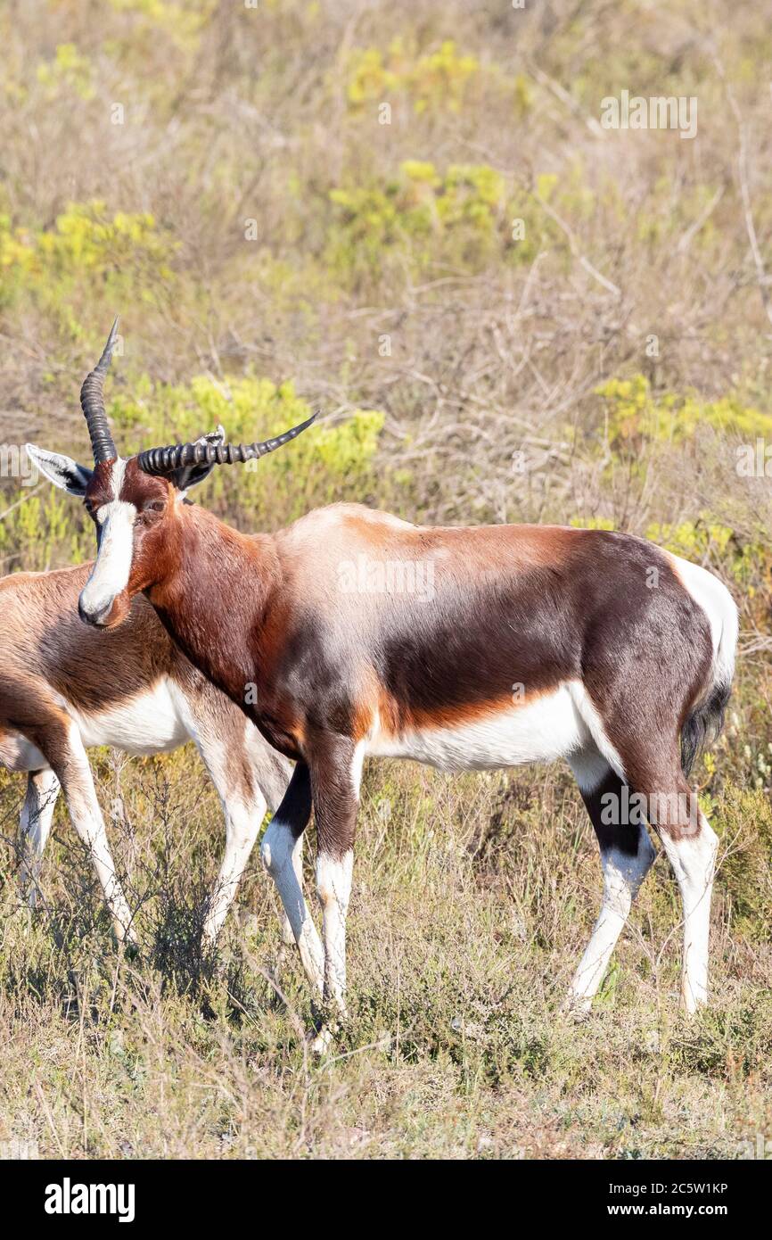 Species specific for bontebok antelope hi-res stock photography and ...
