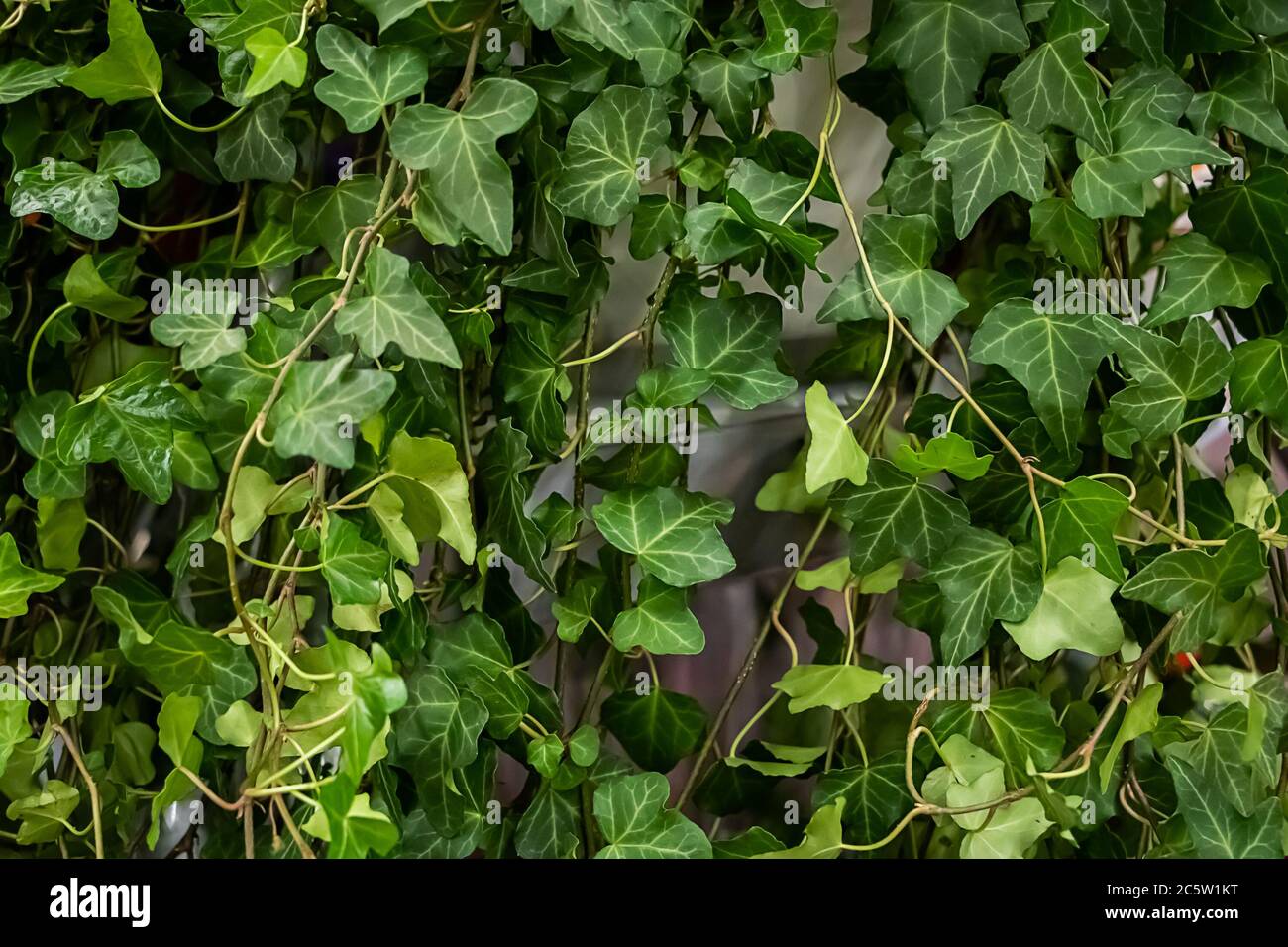 Green wall of curly ivy close-up Stock Photo - Alamy