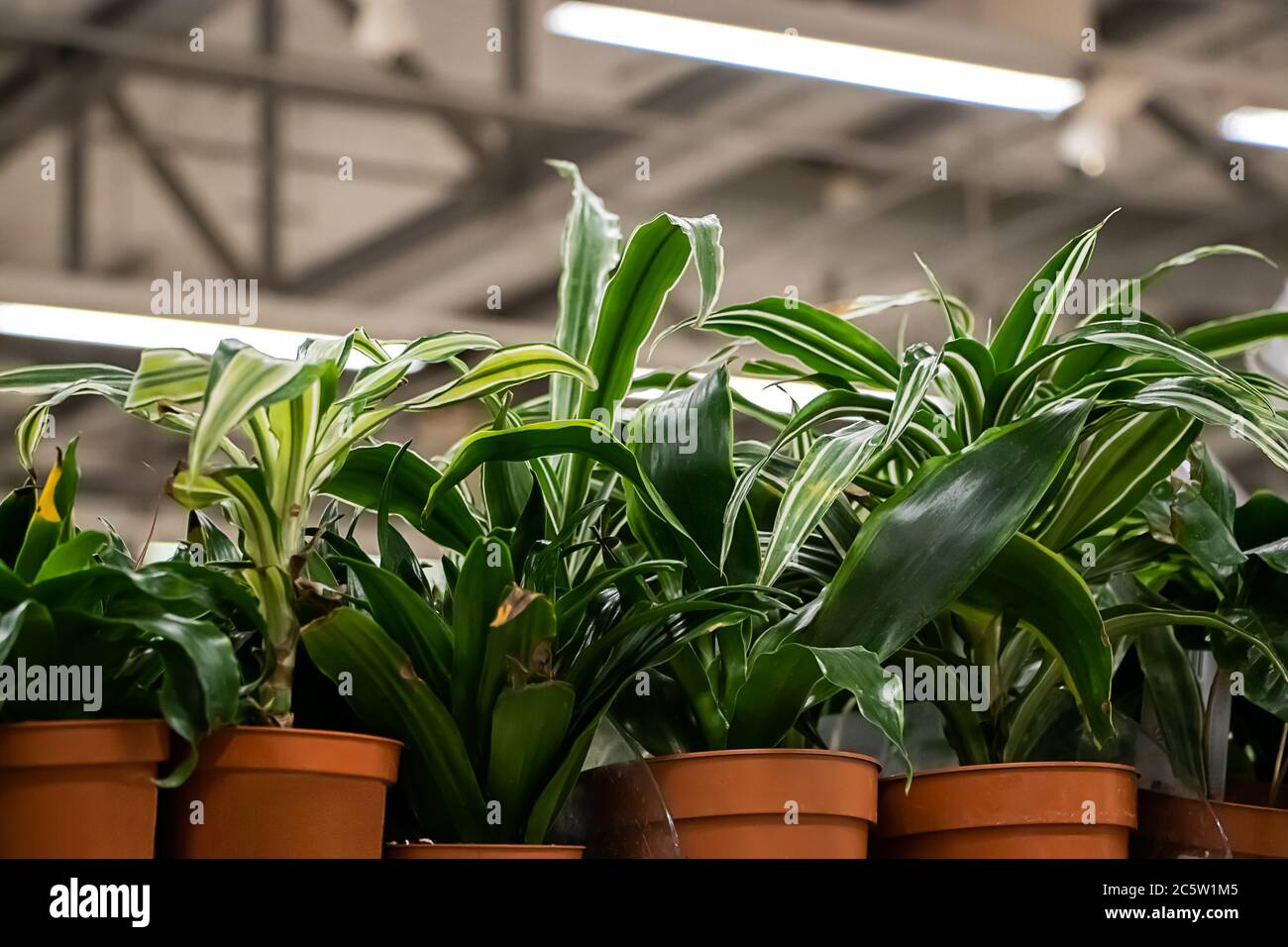 Beautiful green plants hi-res stock photography and images - Alamy