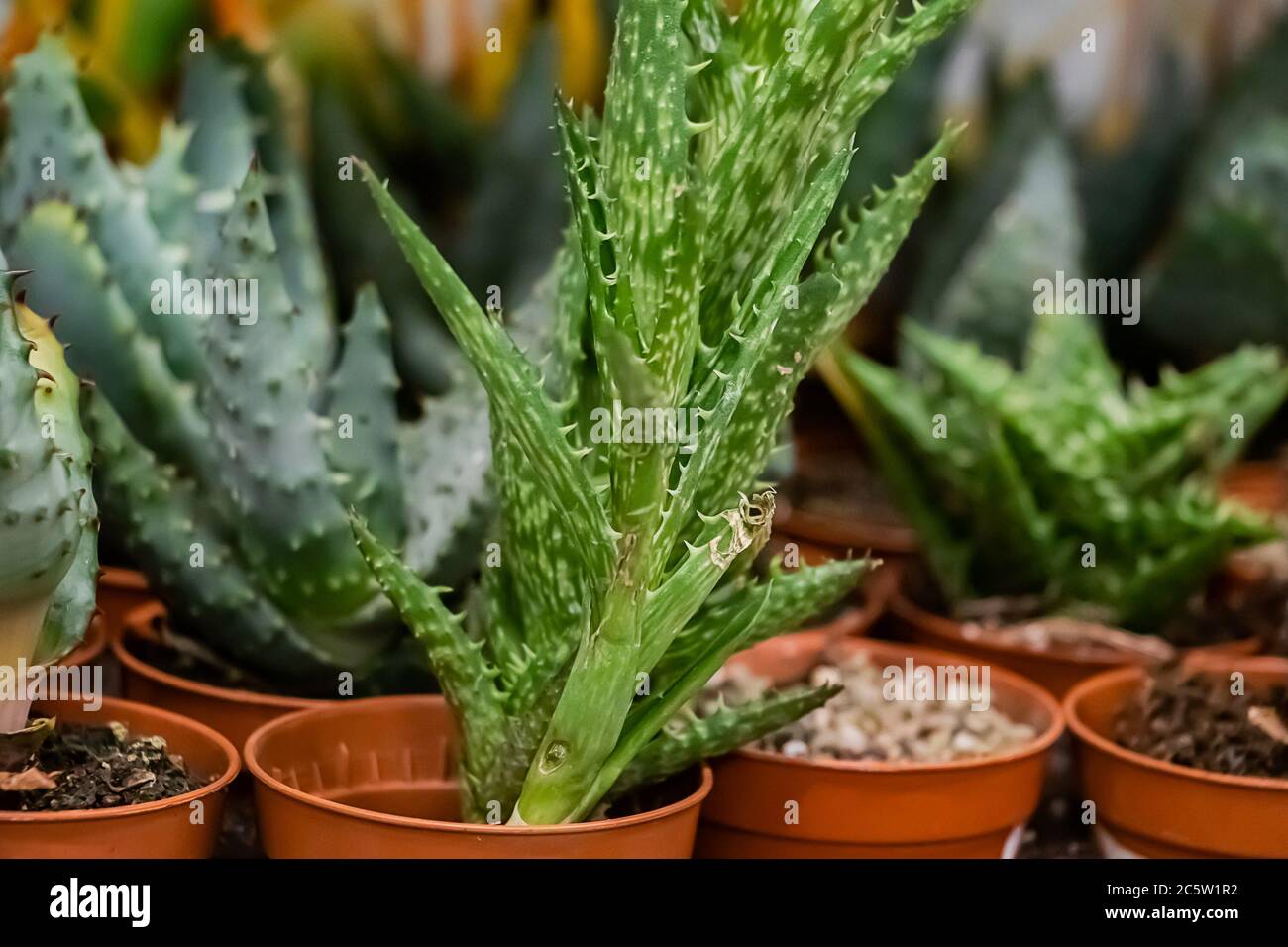 Succulents in pots hi-res stock photography and images - Alamy