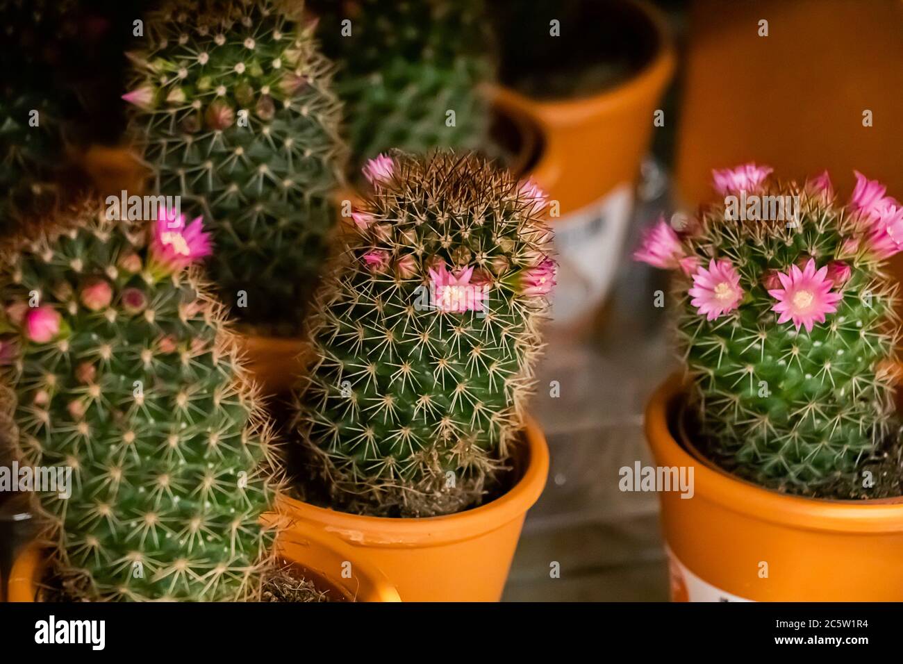 Succulents in pots hi-res stock photography and images - Alamy
