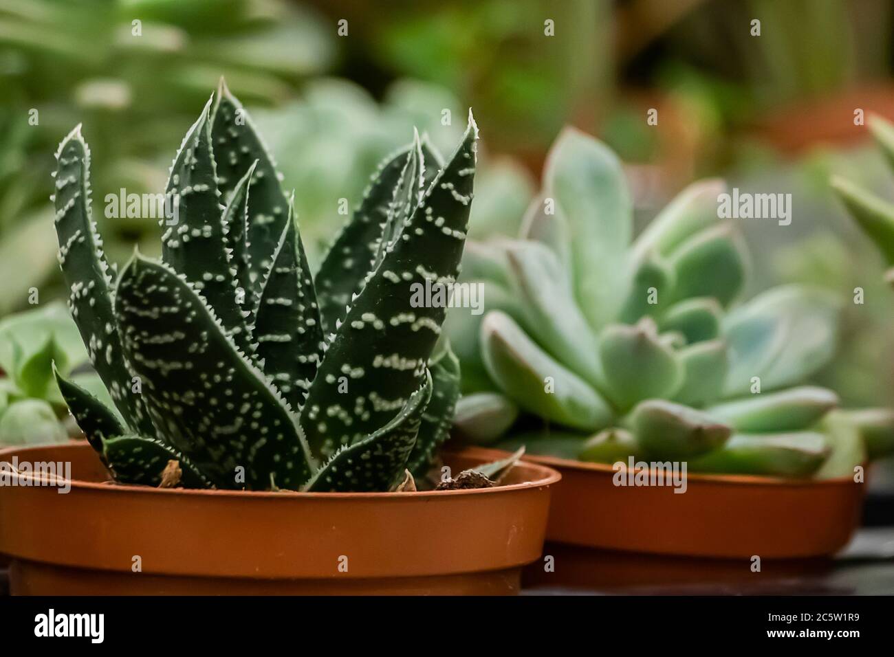 Succulents in pots hi-res stock photography and images - Alamy