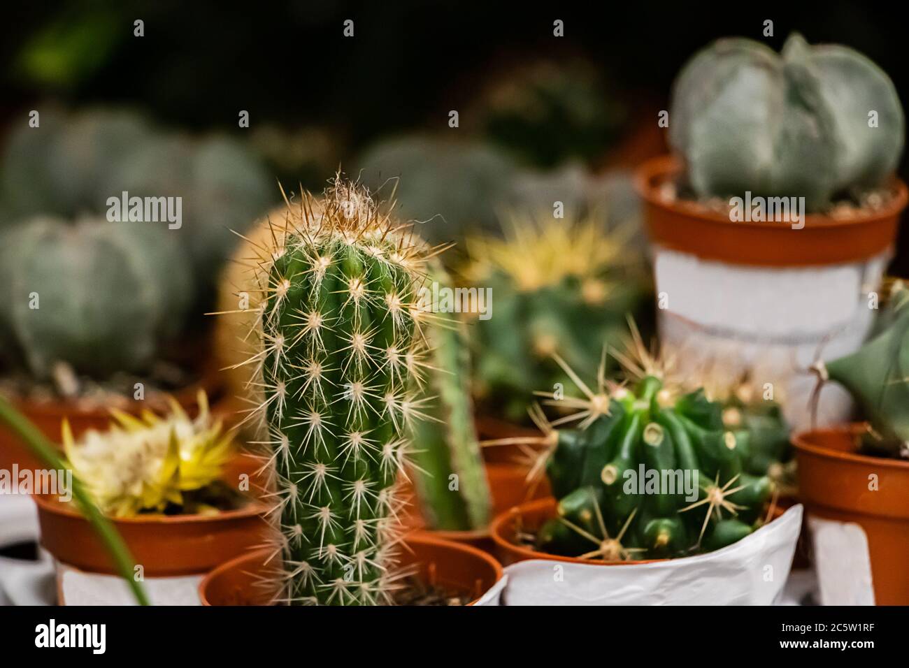 Succulents in pots hi-res stock photography and images - Alamy