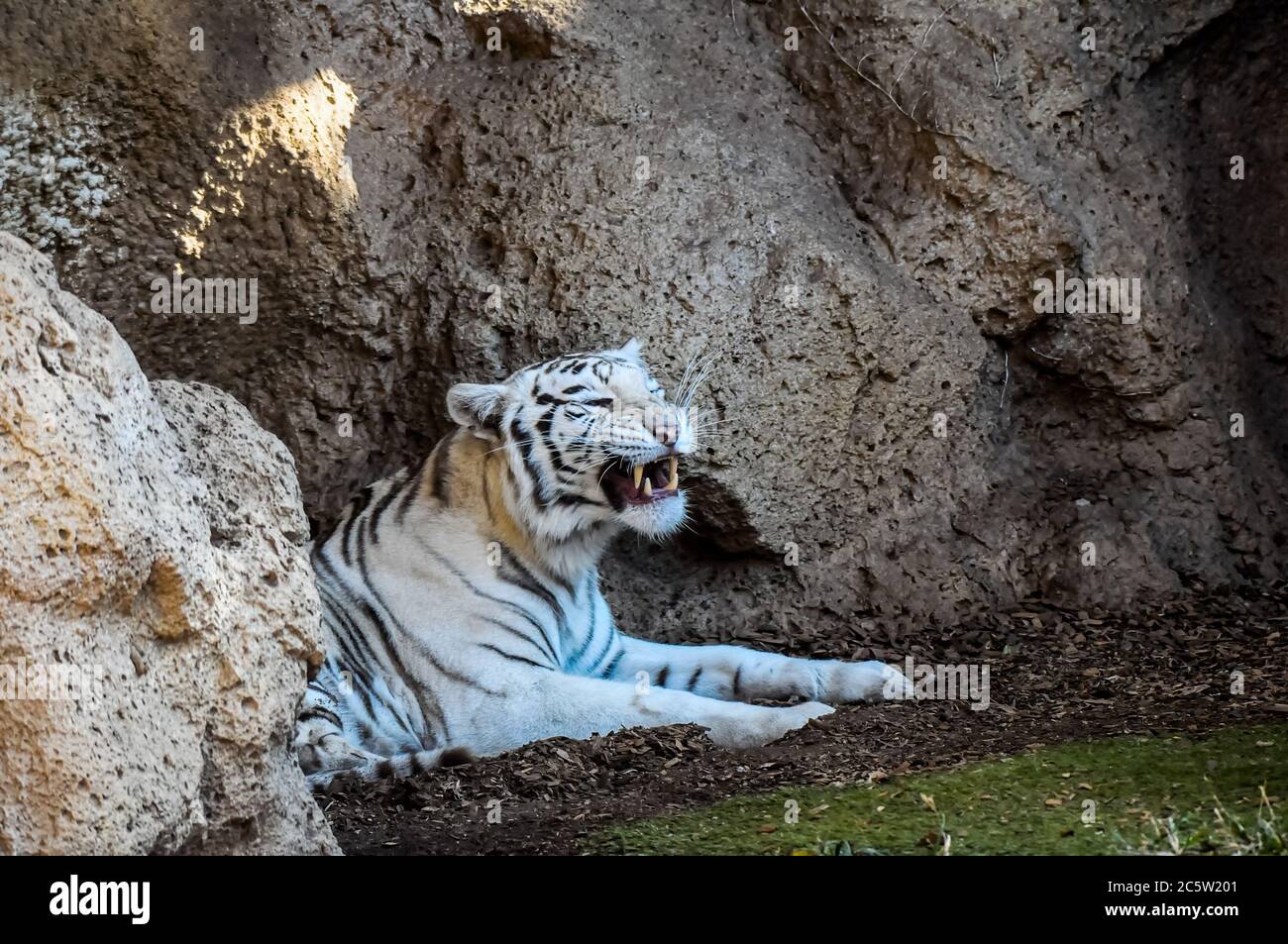 Rare Black and White Striped Adult Tiger Stock Photo - Alamy
