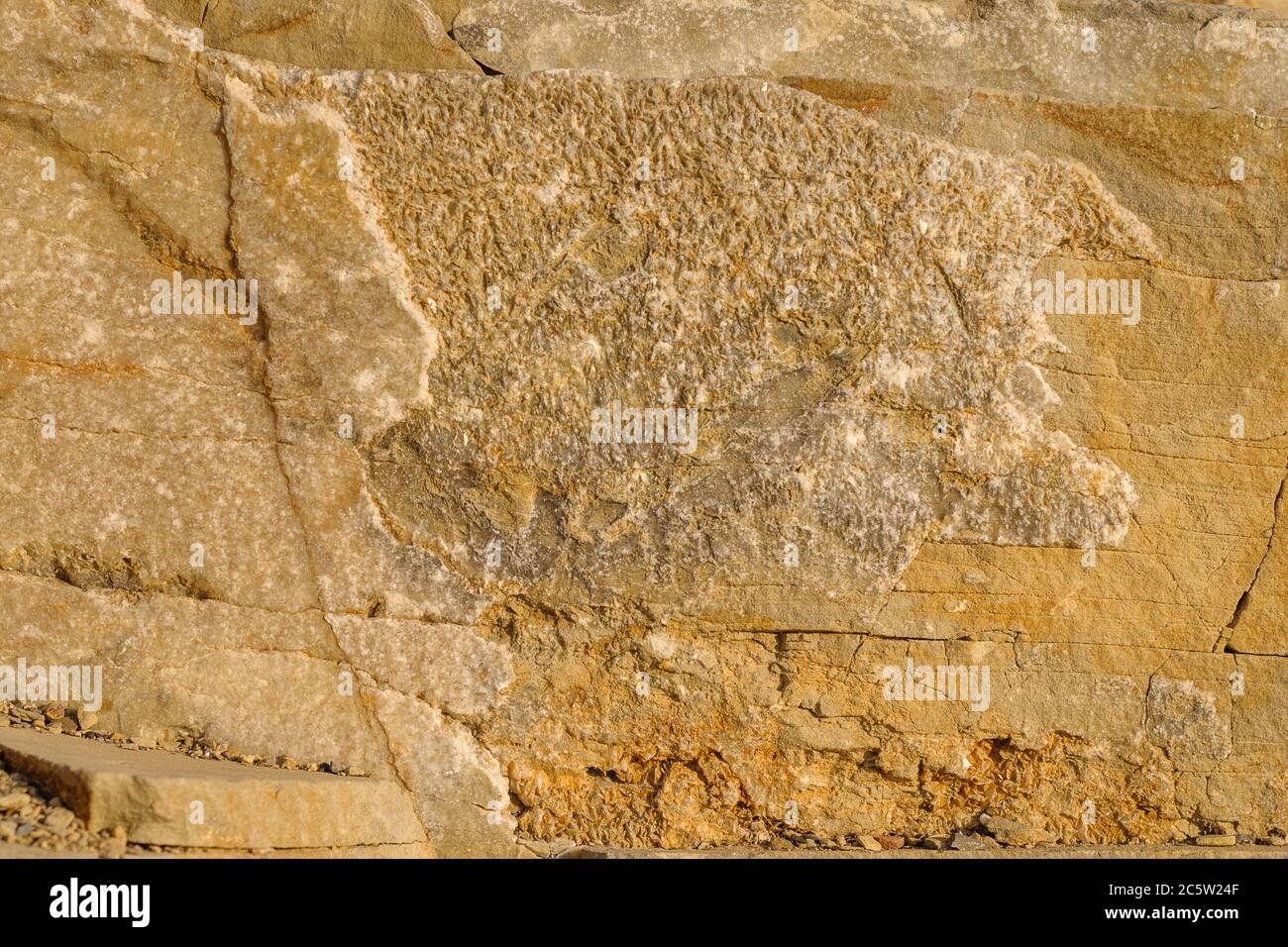 Surface of the rock with a texture of hardened shell rock. Designer ...