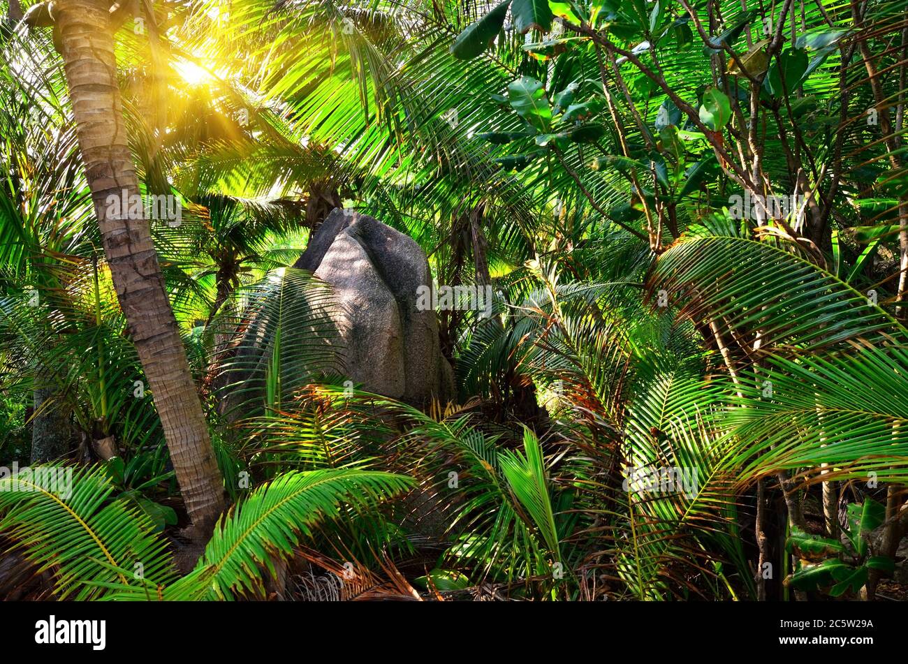A tropical green forest with big granite boulder on the Seychelles ...
