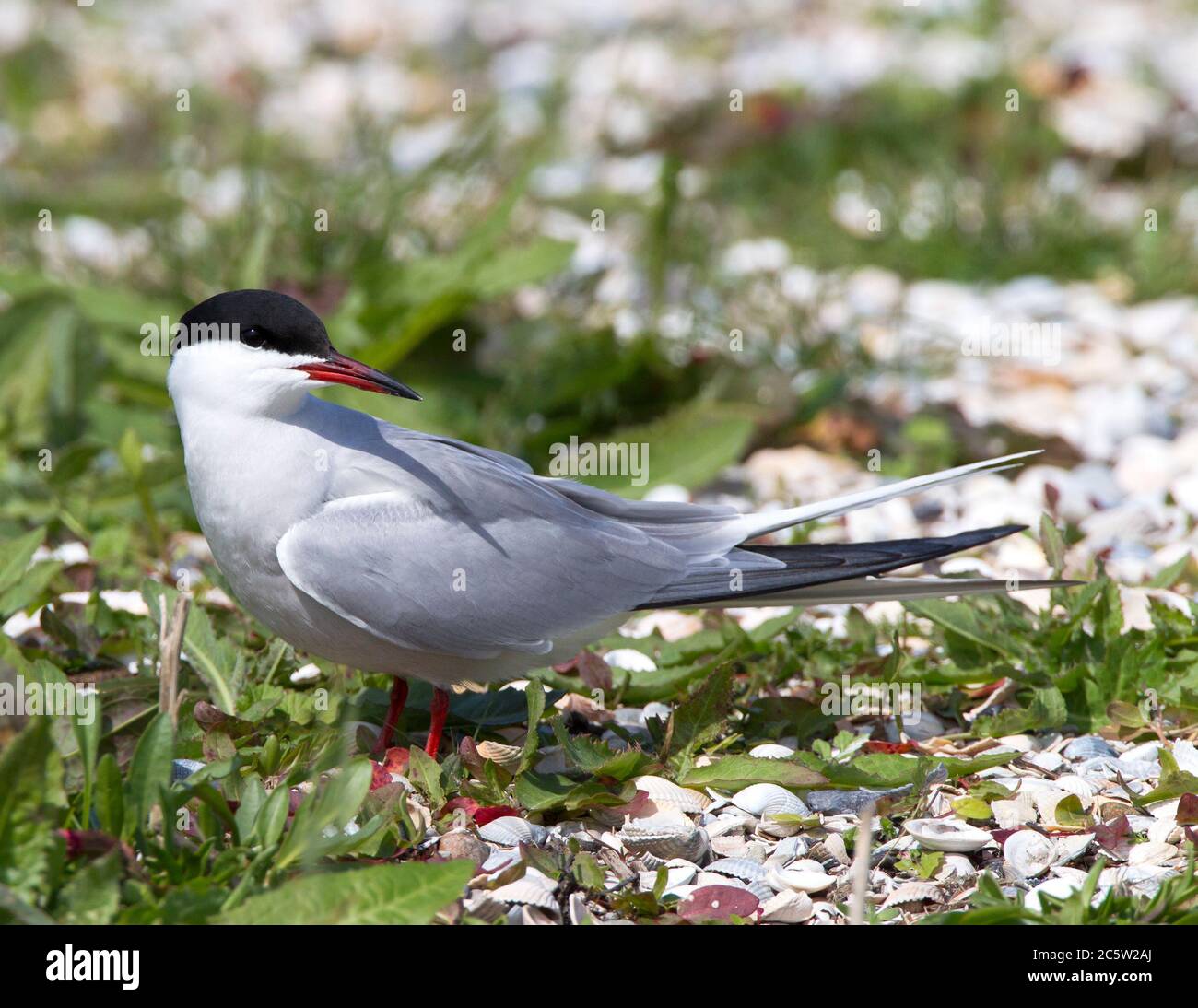 Common Tern (Sterna hirundo) adult in colony Stock Photo - Alamy