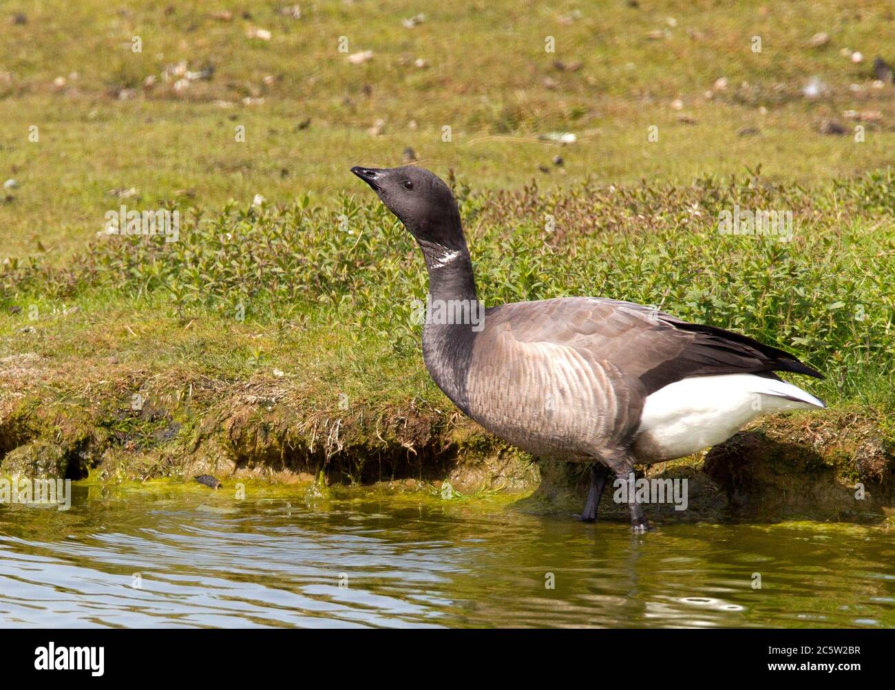 Dark-bellied Brent Goose (Branta bernicla) adult drinking water Stock ...