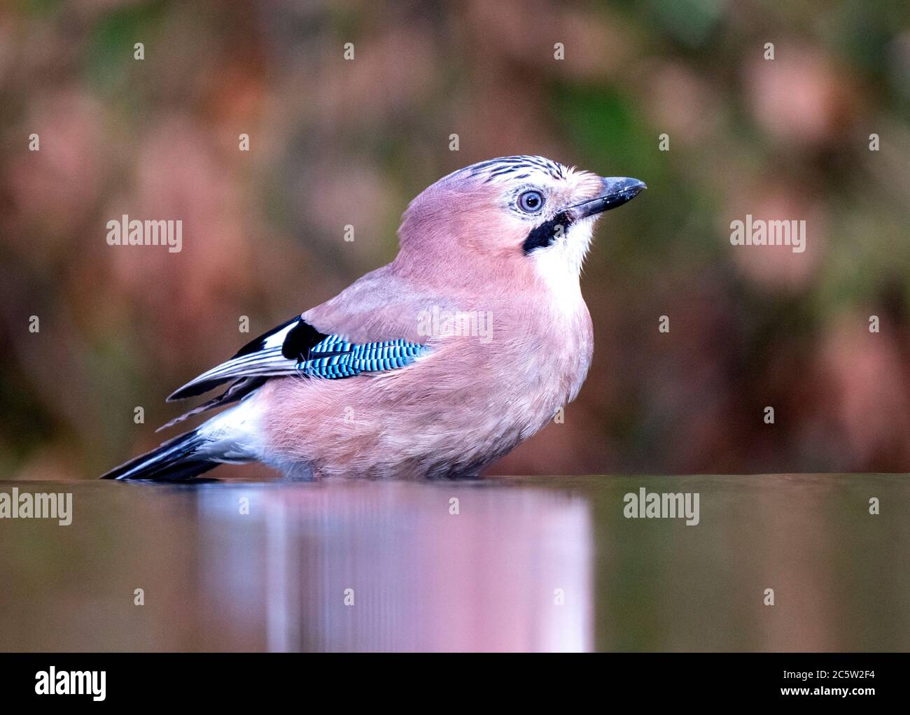 Eurasian Jay (Garrulus glandarius) perched in a pool Stock Photo - Alamy