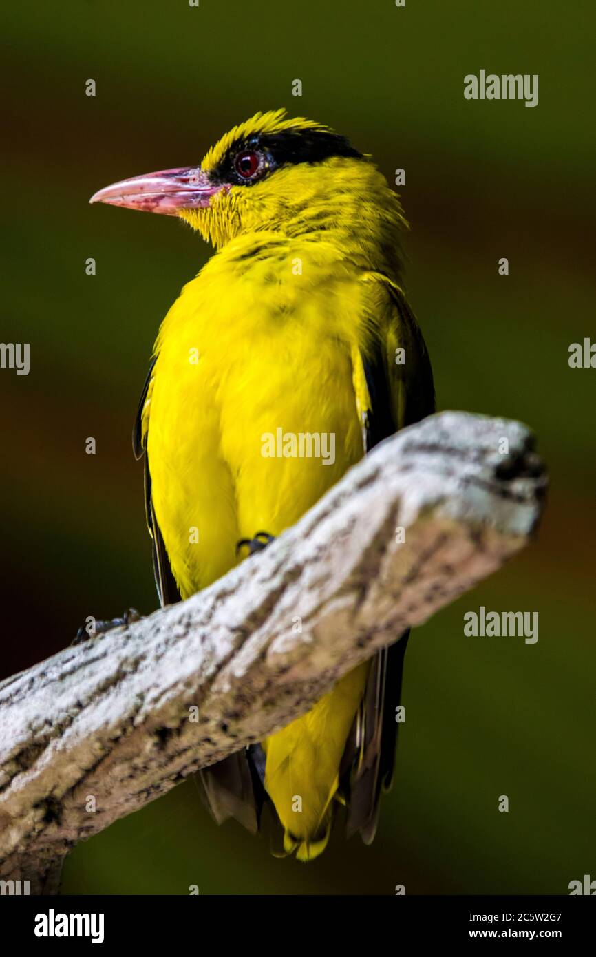 Black naped ariole hi-res stock photography and images - Alamy