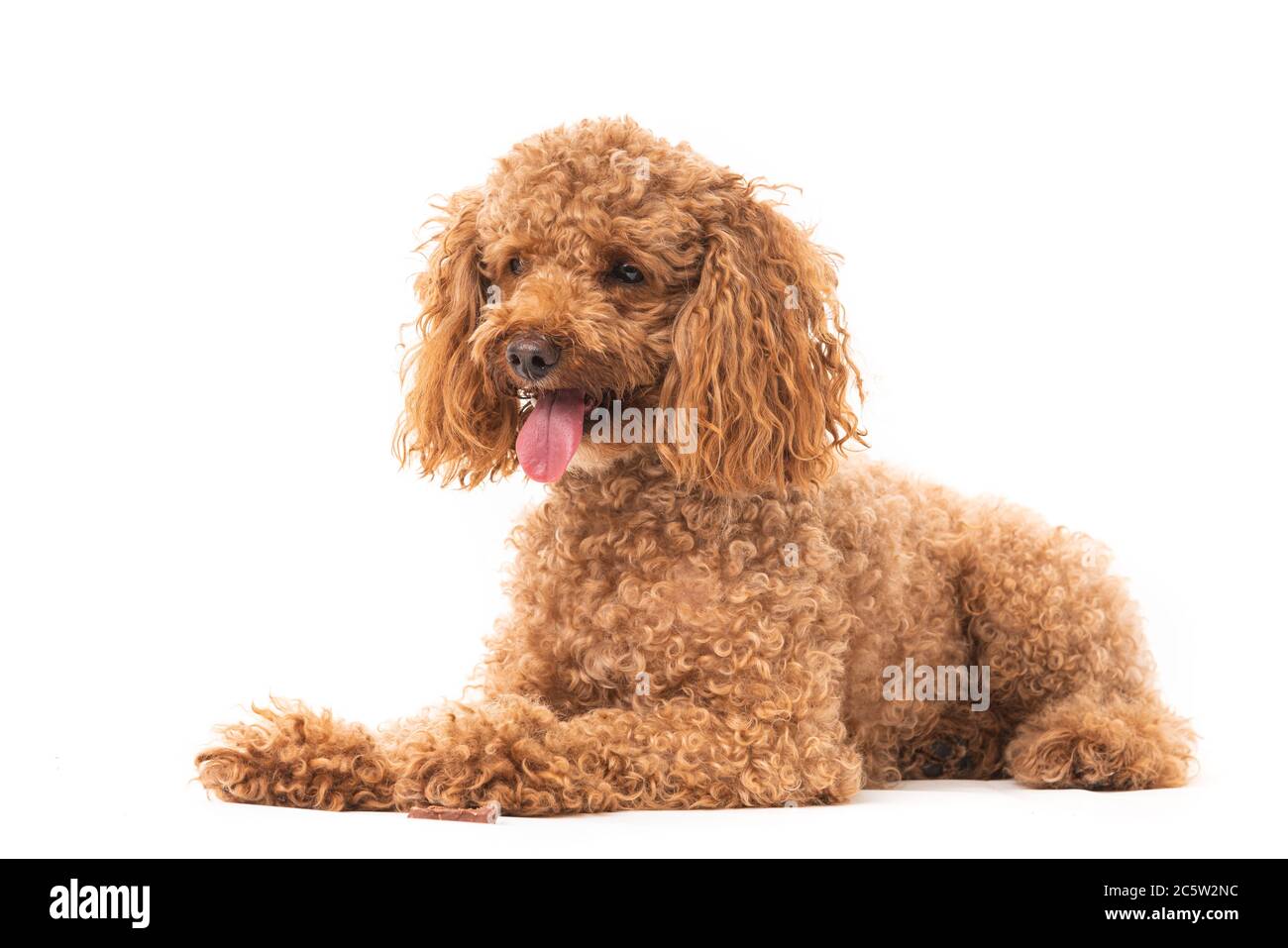 Red poodle isolated on white background Stock Photo - Alamy